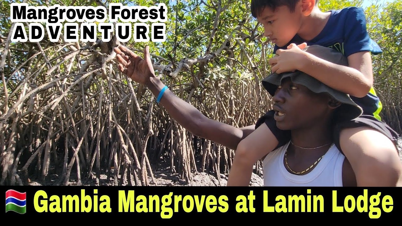 Lamin Lodge Gambia - Adventure of Mangroves Tunnel Forest, Elephant ...
