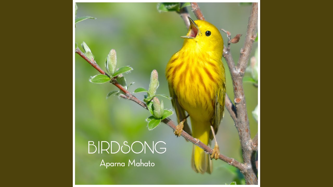 Birdsong - YouTube
