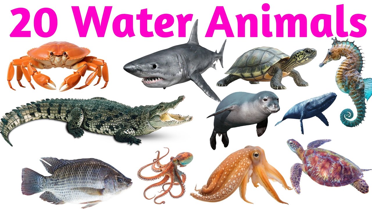 Learn Water Animals Names: Fish, Dolphin, Octopus, Crab, Jellyfish with ...