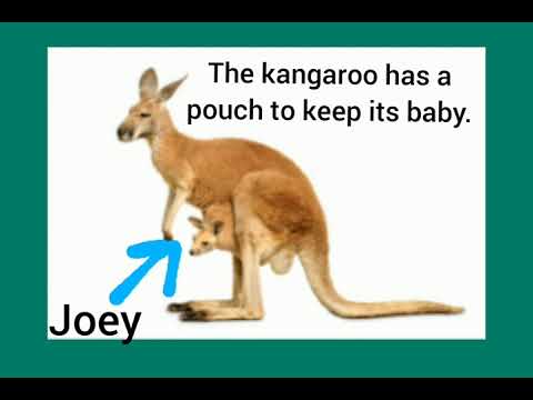 Marsupial ( Pouch Animals ) - YouTube