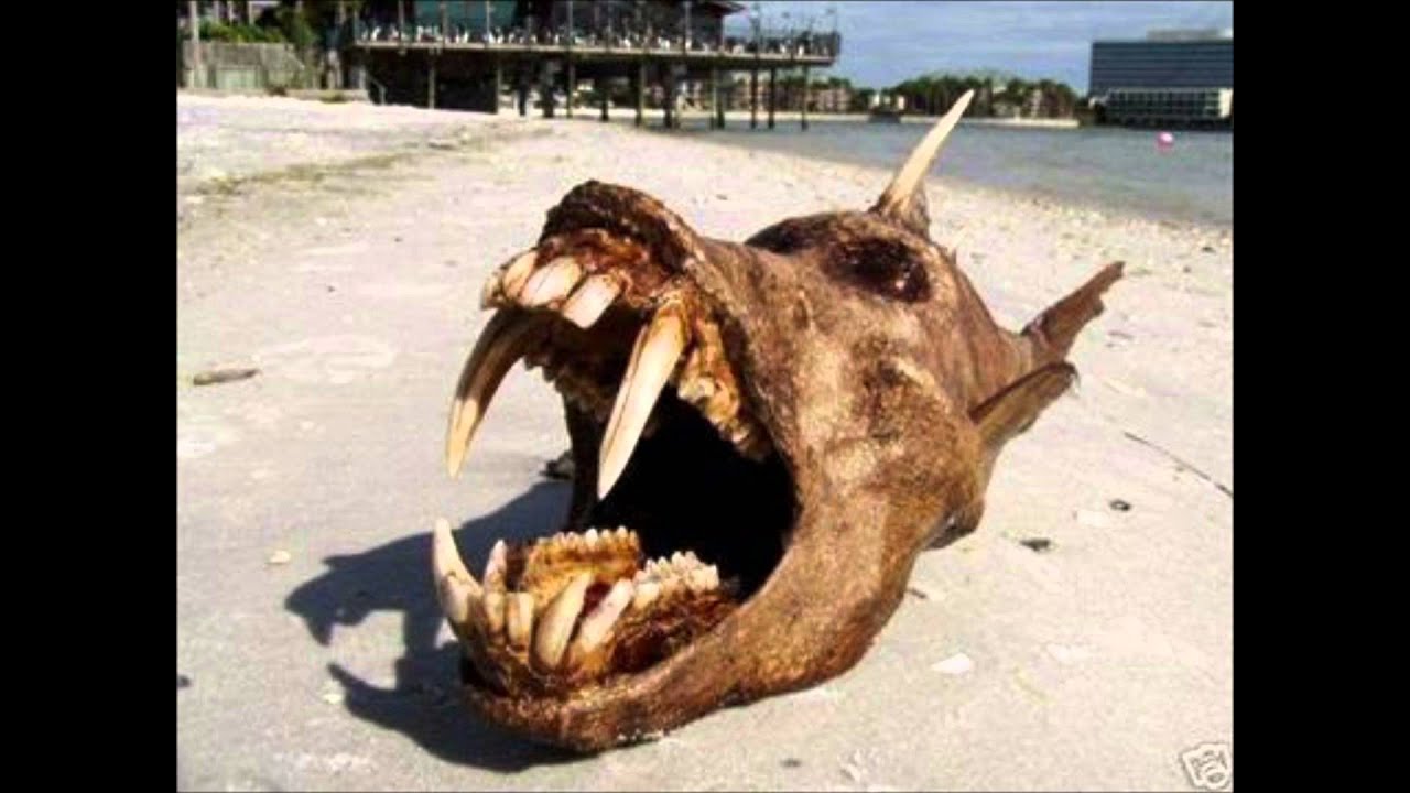 Devil Fish Found In Spain - YouTube