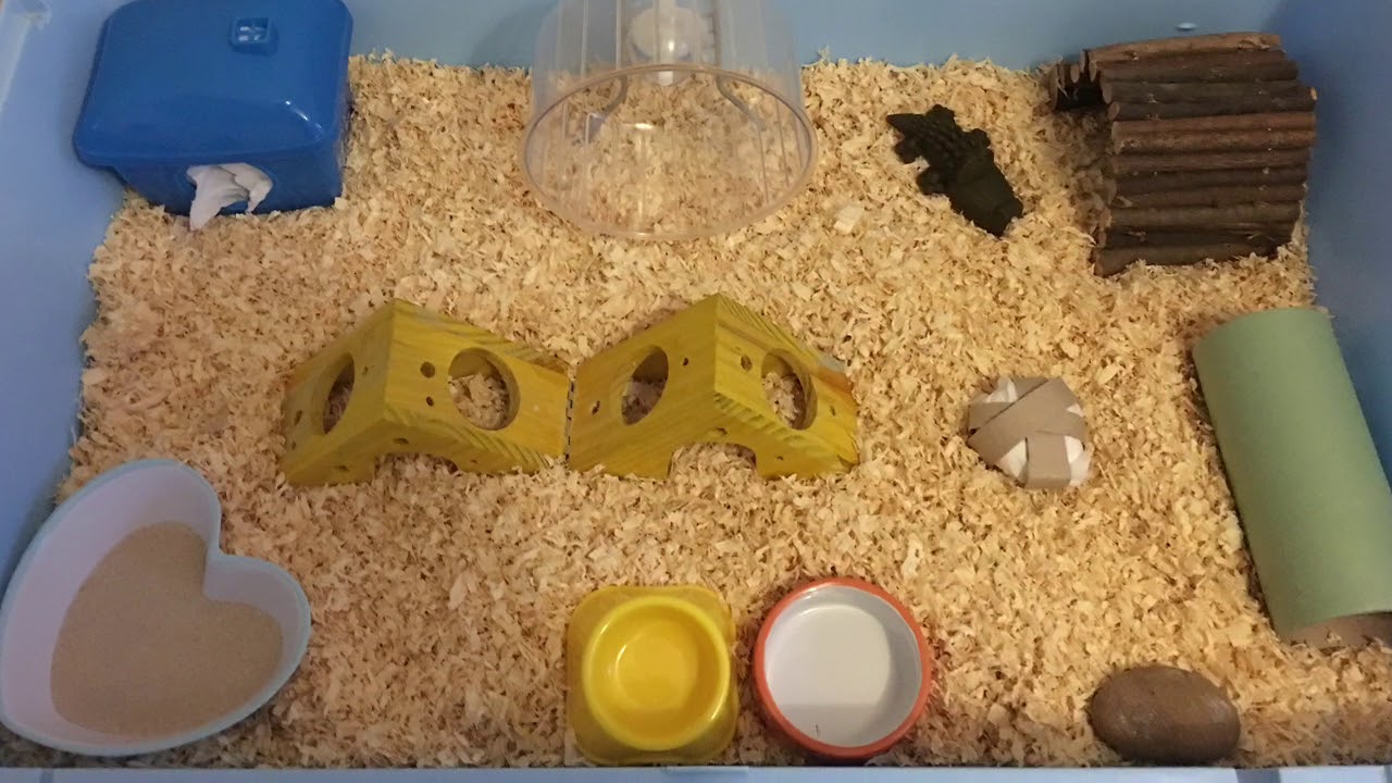 Adopting My New Hamster! Arlo🐹💙(A Rescue Hamster Adoption) - YouTube