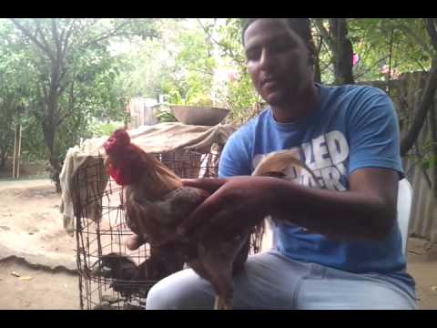 GALLO PAPUJO. TRABA LA PIEDRA - YouTube