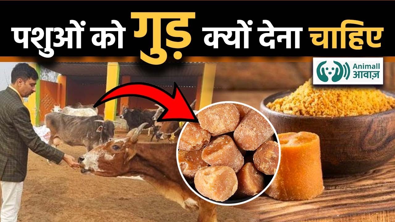 पशुओं को गुड़ खिलाने के फायदे | Gud ke Fayde | - YouTube