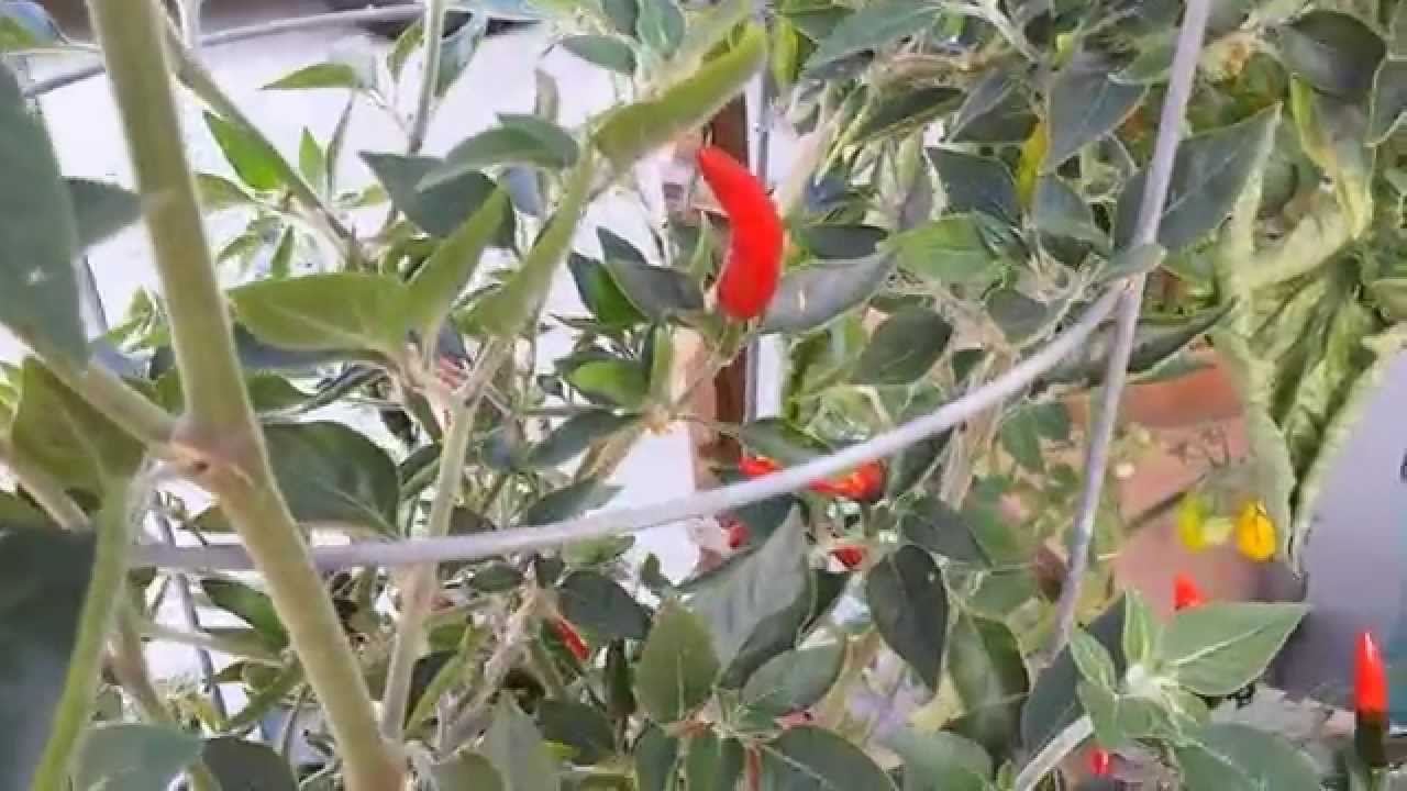 Thai Chili--Black Cobra - YouTube