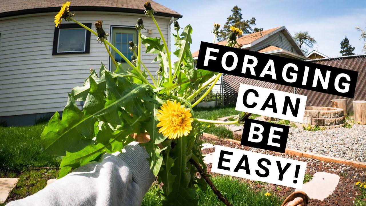 Backyard Foraging with Sergei Boutenko 🥕 - YouTube