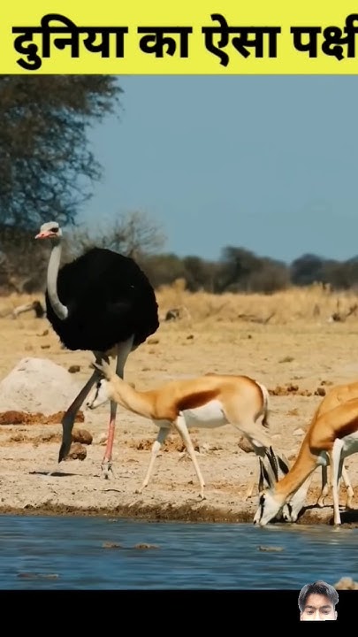 World Largest Bird 🐦 Youtube