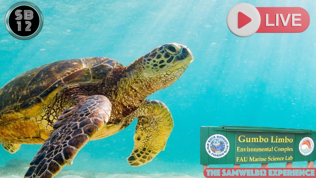 Gumbo Limbo Nature Center | Sea Turtle Rehabilitation, and Aquariums ...