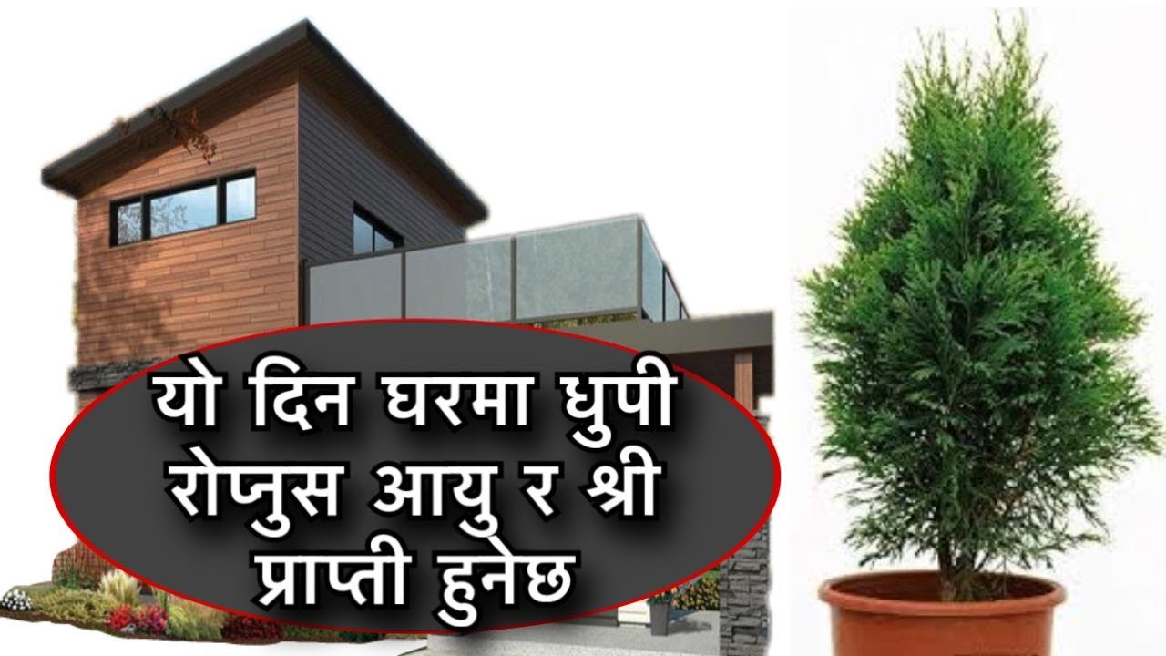 यो दिन घरमा धुपी रोप्नुस आयु र श्री प्राप्ती हुनेछ/Dhupi Plant Vastu ...
