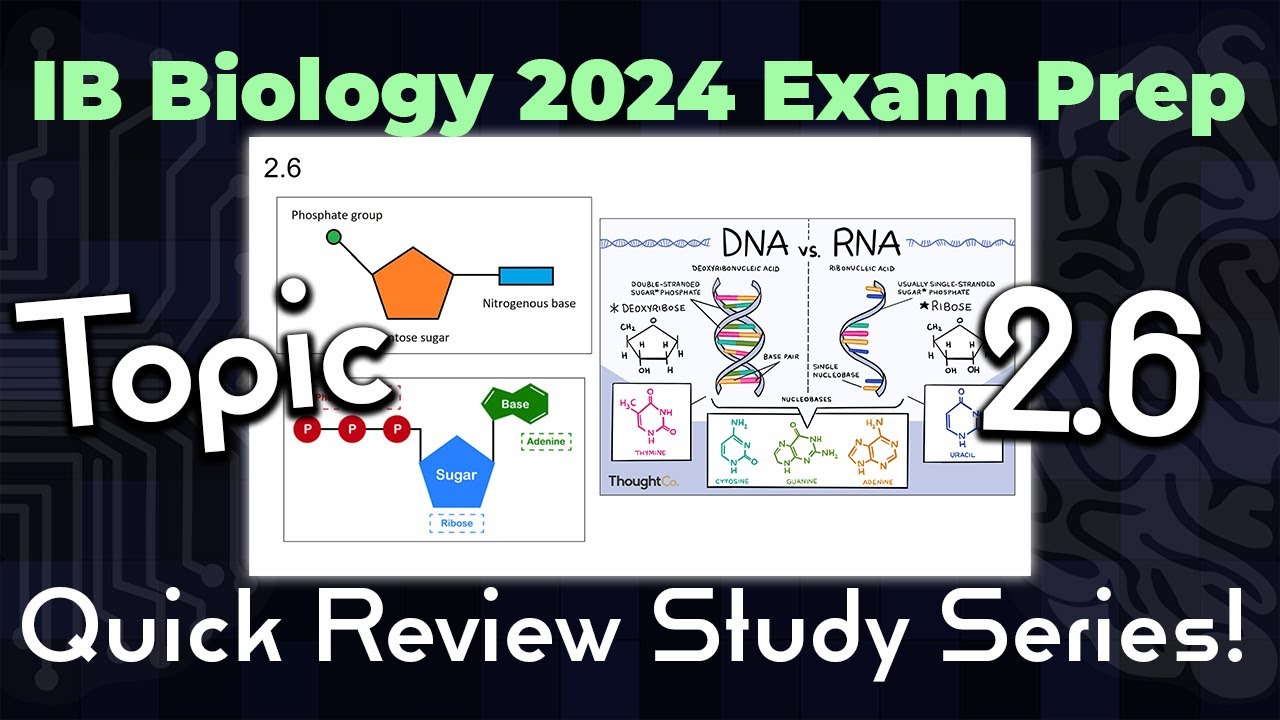 [OLD2016] IB Bio 2024 QUICK REVIEW - Topic 2.6: Structure of DNA and ...