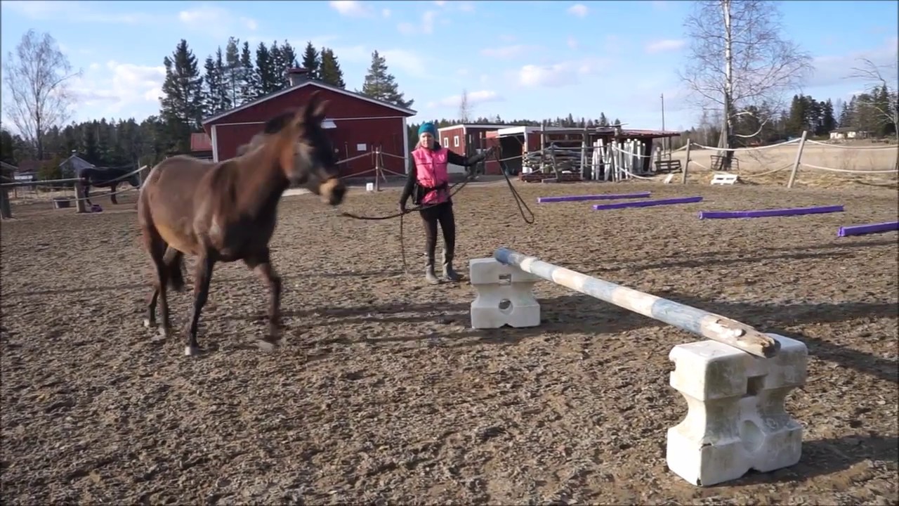 Lunging Muuli over the soft poles and small jump 19.4.2017 - YouTube