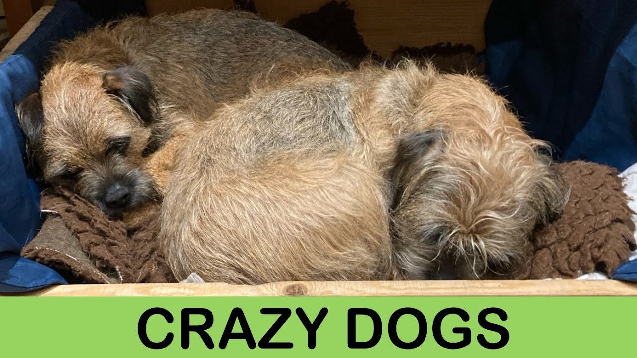 CRAZY DOGS: Introduction - YouTube
