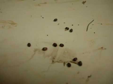 Cocoons of Bathyplectes anurus - YouTube