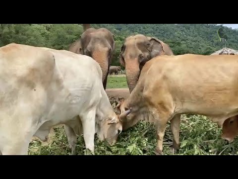 Update on elephants and animals around at the back of ENP. - EleFlix ...