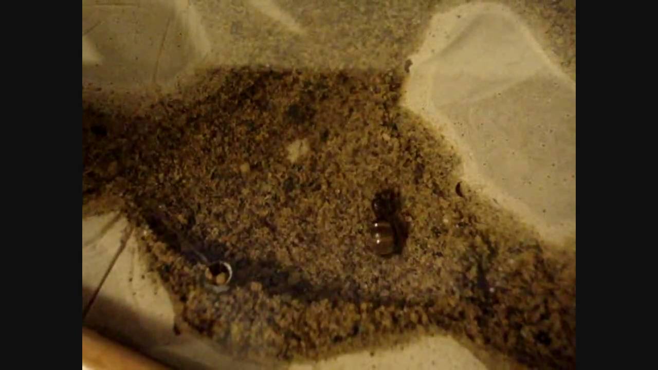 Lasius neoniger Queens Preparing for Egg Laying in Habitat Nest [HD ...