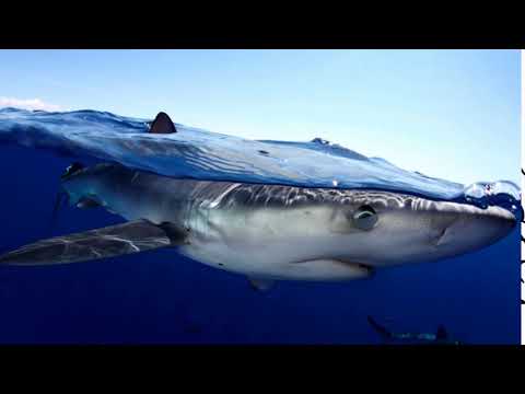 O mar de Portugal (como nunca o vimos antes)