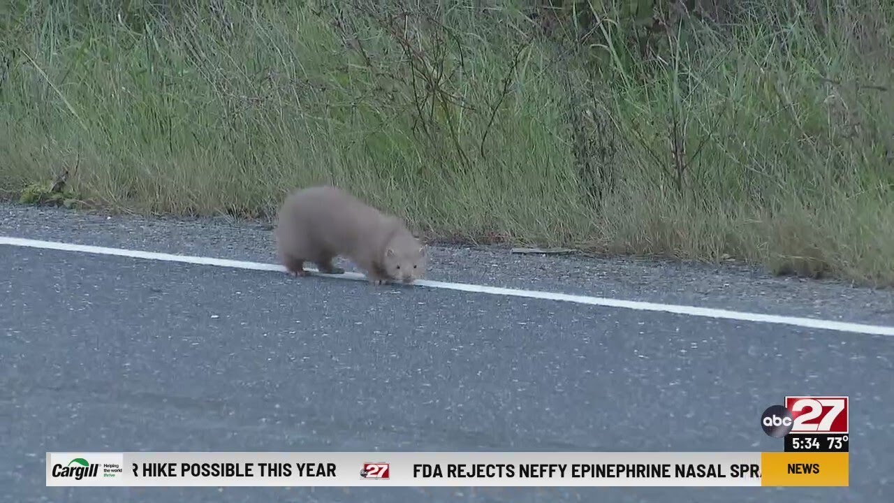 Thousands of minks on the loose in PA - YouTube