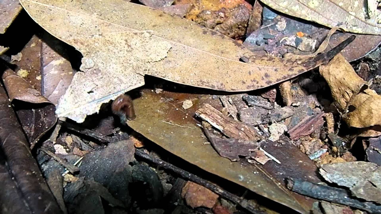 Sinharaja Rain Forest - Leech - YouTube