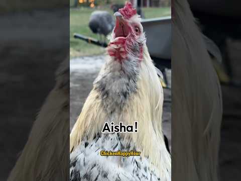 Where is #aisha #ayesha #rooster #chicken #shortsviral #funnyanimals #chickens #comedy #memesdaily