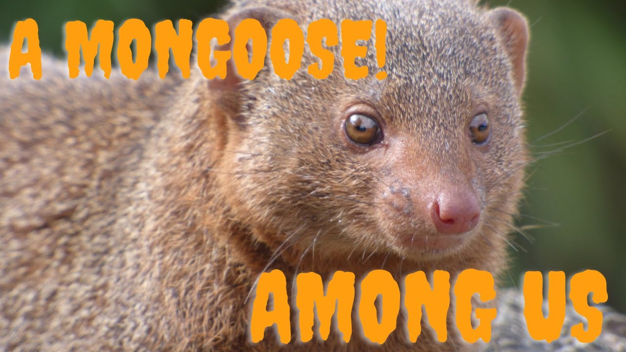 A mongoose Among us - YouTube