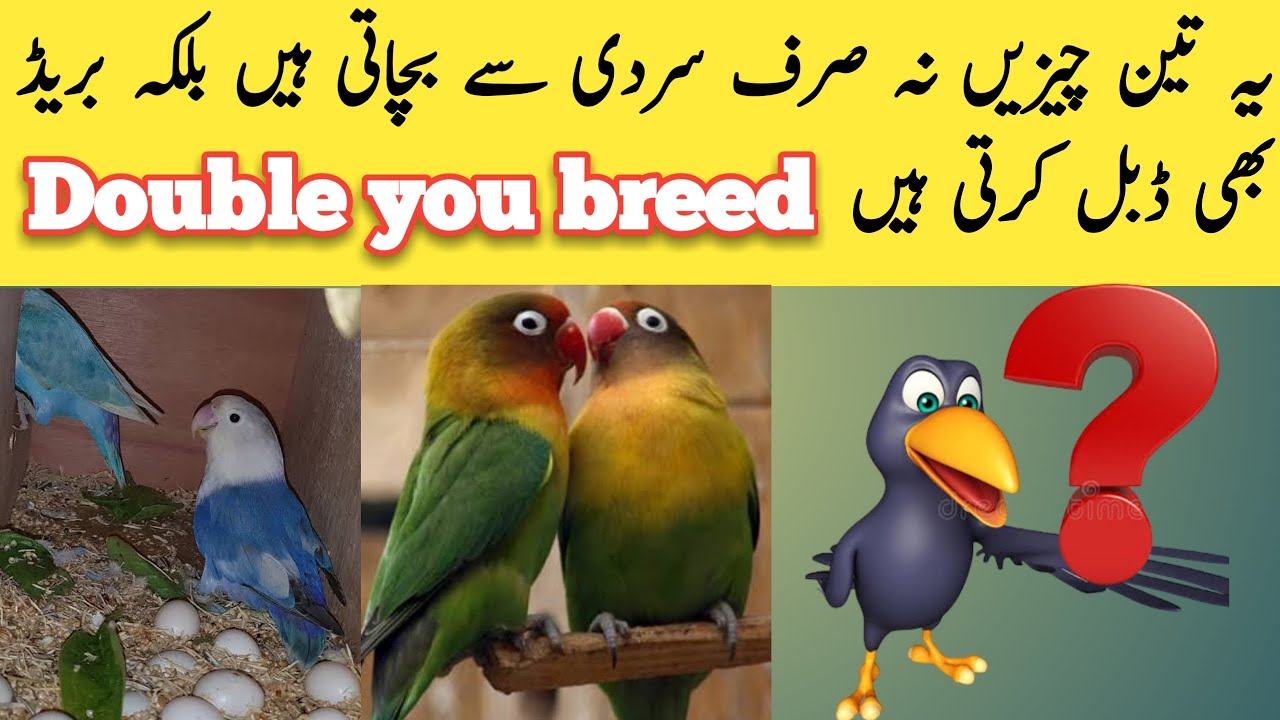 Double your birds Breeding Success with These 3 Simple Tips! - YouTube
