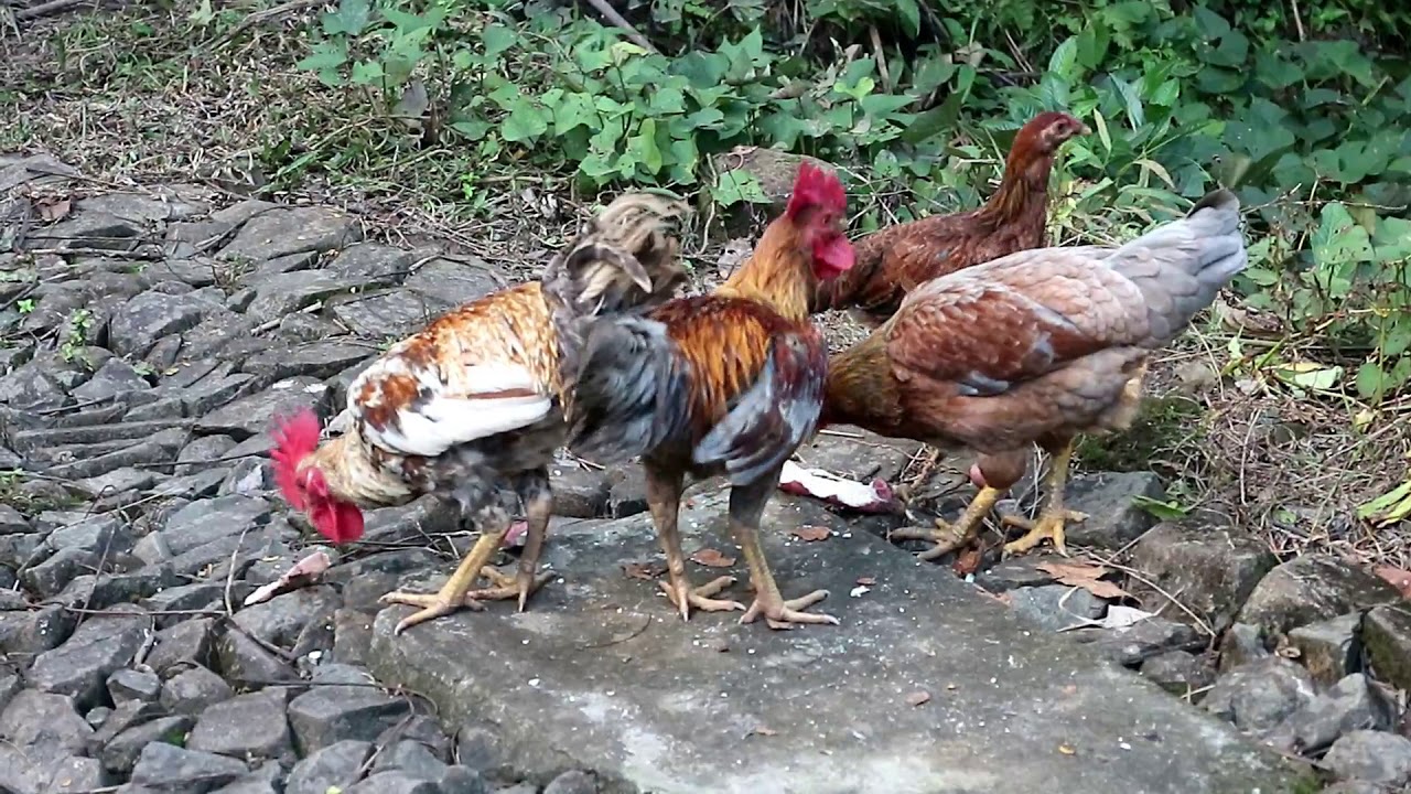 Ayam Kampung Chicken Jago Rooster Hen Makan Eat Indonesian Free