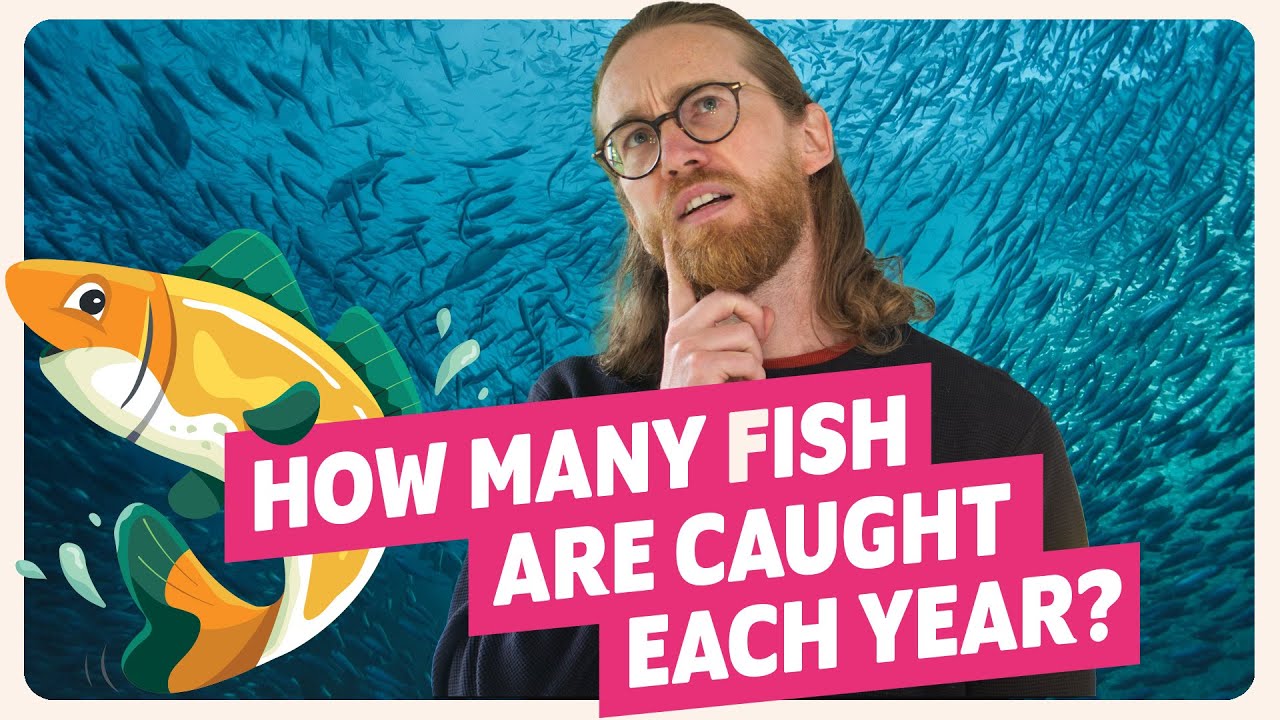 Finally answered!! How Many Fish Are Caught Each Year 🐟 - YouTube