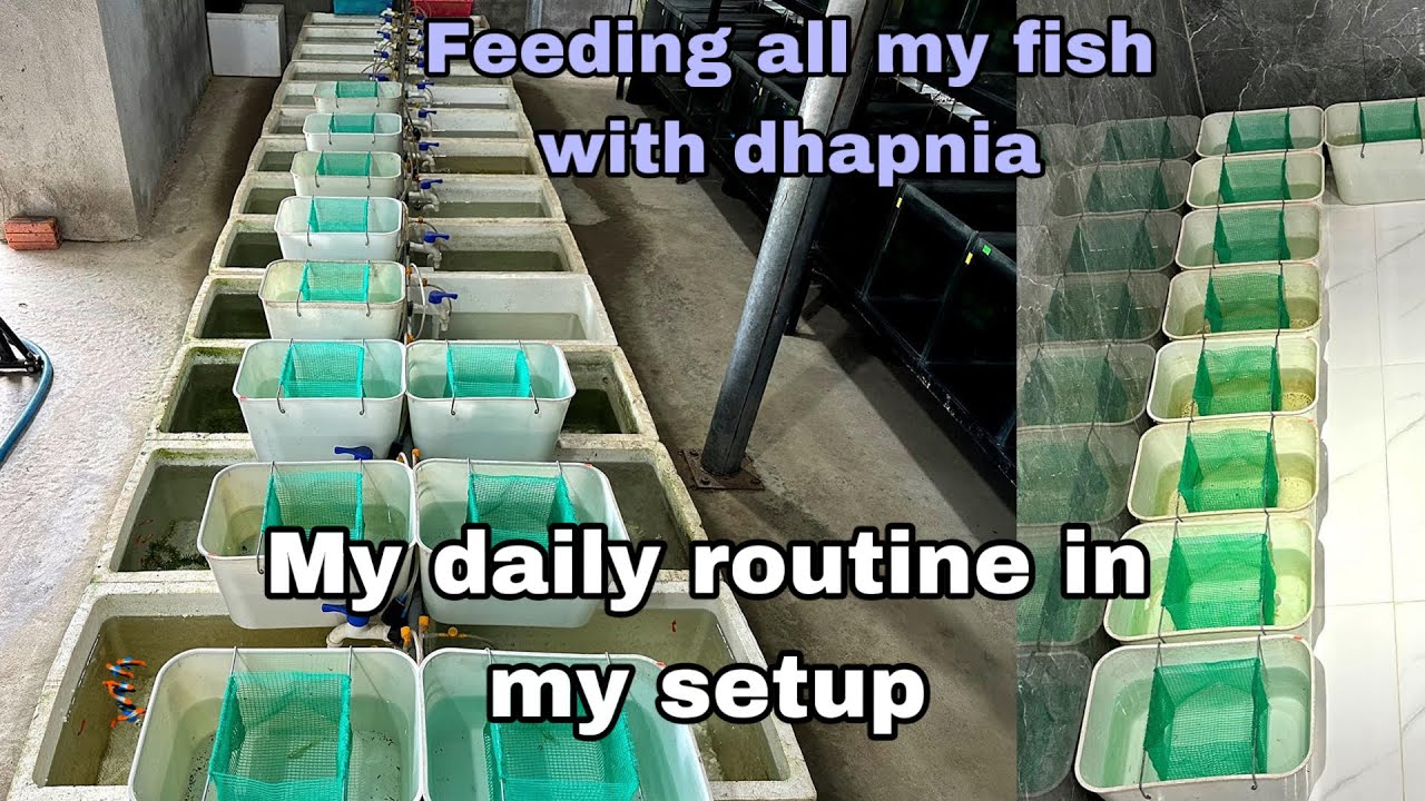 My daily routine at my small fish farm - feeding dhapnia to all our ...