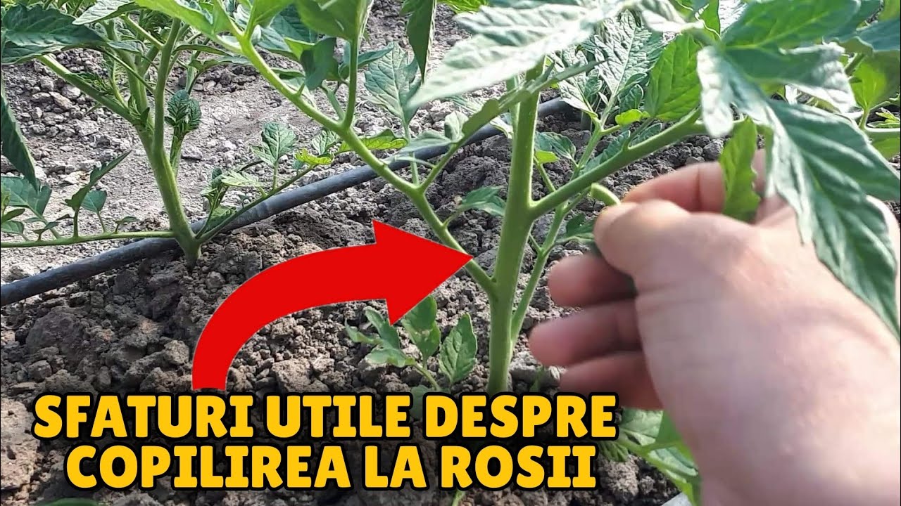 CUM SE FACE COPILIREA LA ROSII ( cum,de ce si ce se face dupa copilire ...