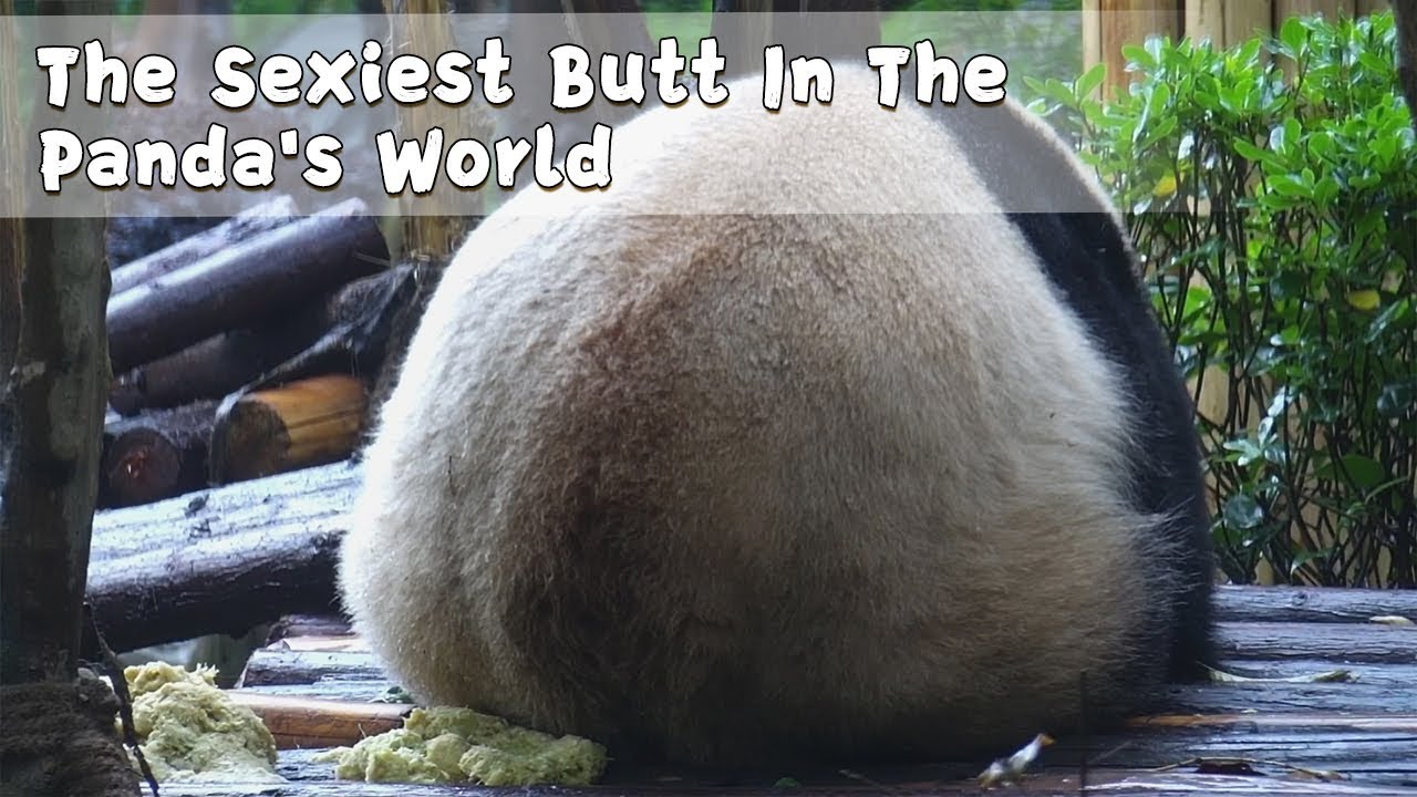 The Sexiest Butt In The Panda's World | iPanda - YouTube