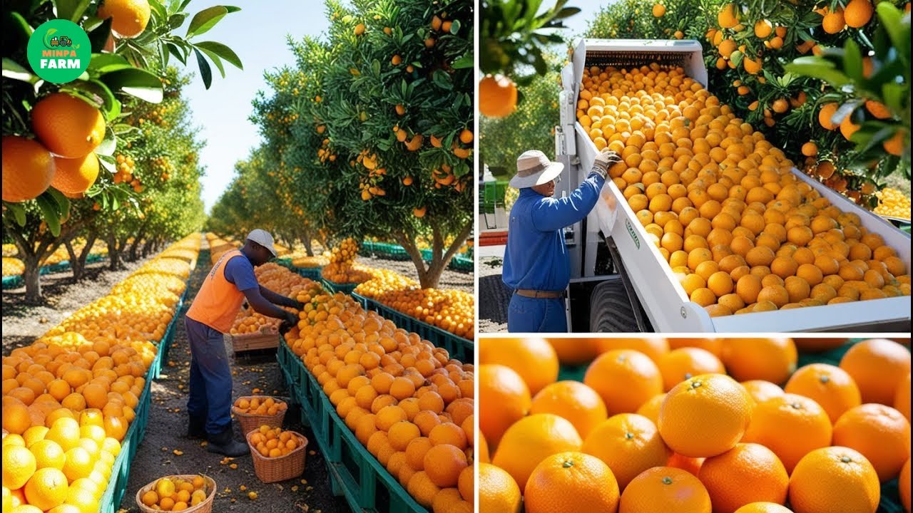 How American farmers harvest and process 4,8 million tons of oranges ...