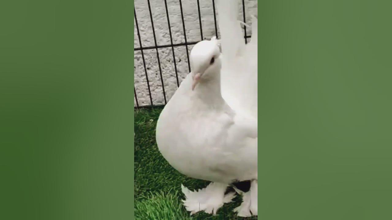 S D pigeon shokin NEW COIMBATORE PRICE / (3500) #trending #viral #youtubeshorts #short - YouTube