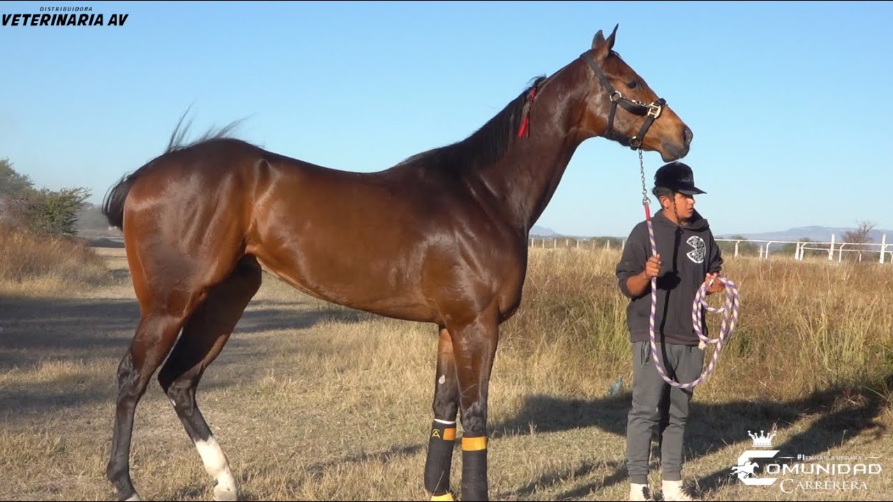 GRAN CABALLO😲 🔥Nvo Jalpita Vs. Remi🔥 Carril San Angel, JAL. - YouTube