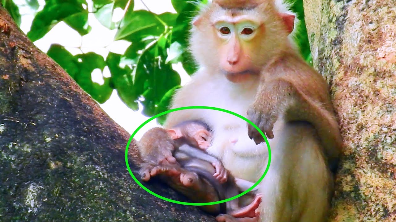 Baby monkey Brady sleep - YouTube
