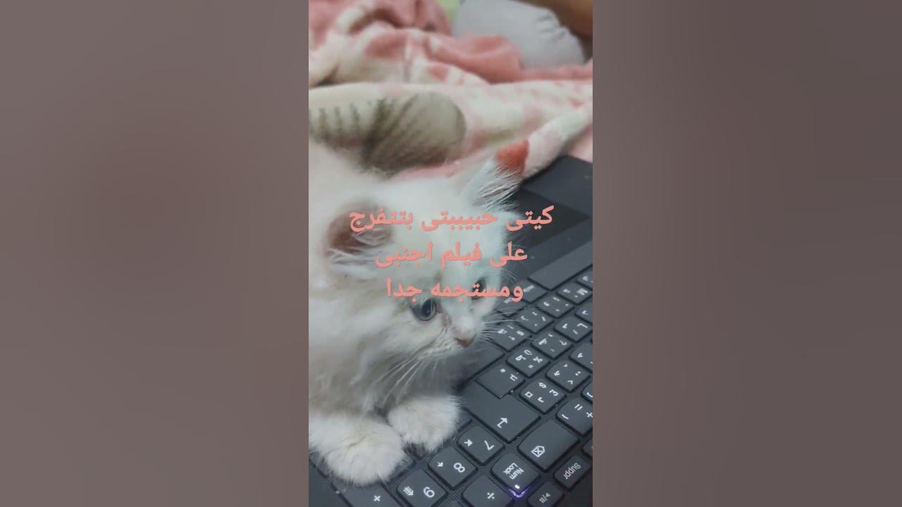 القطه كيتى وهى بتتفرج على الفيلم Youtube