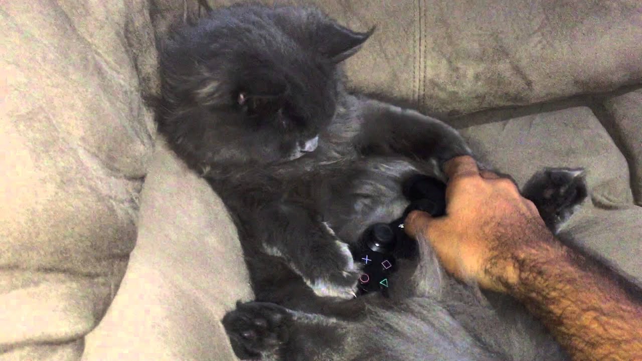 Funny Cat playing with ps4 controller - YouTube