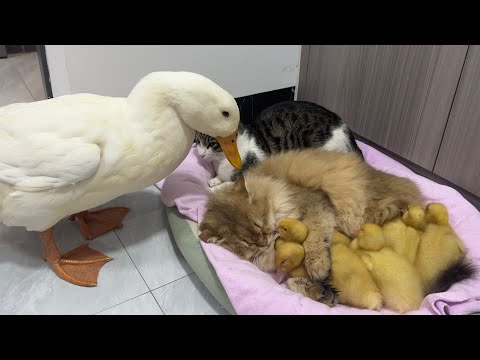 Fantastic animals!The kitten hugs the little duck and sleeps.😂Mother duck’s behavior so funny cute