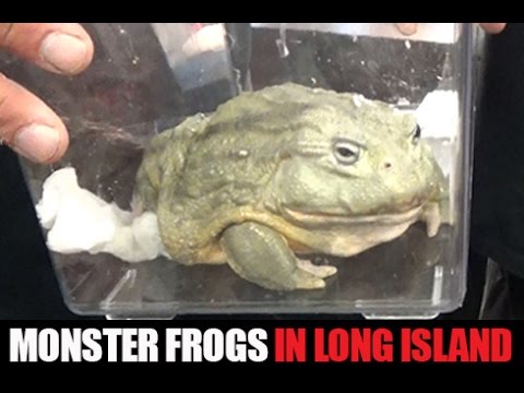 Monster Frogs Invade Long Island! 2016 LI Reptile Expo- Part 2 - YouTube