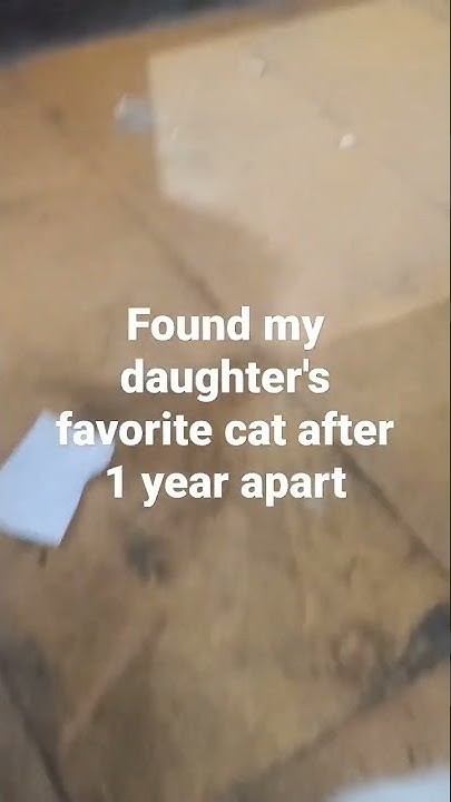 Find My Lost Cat After 1 Year Apart - YouTube