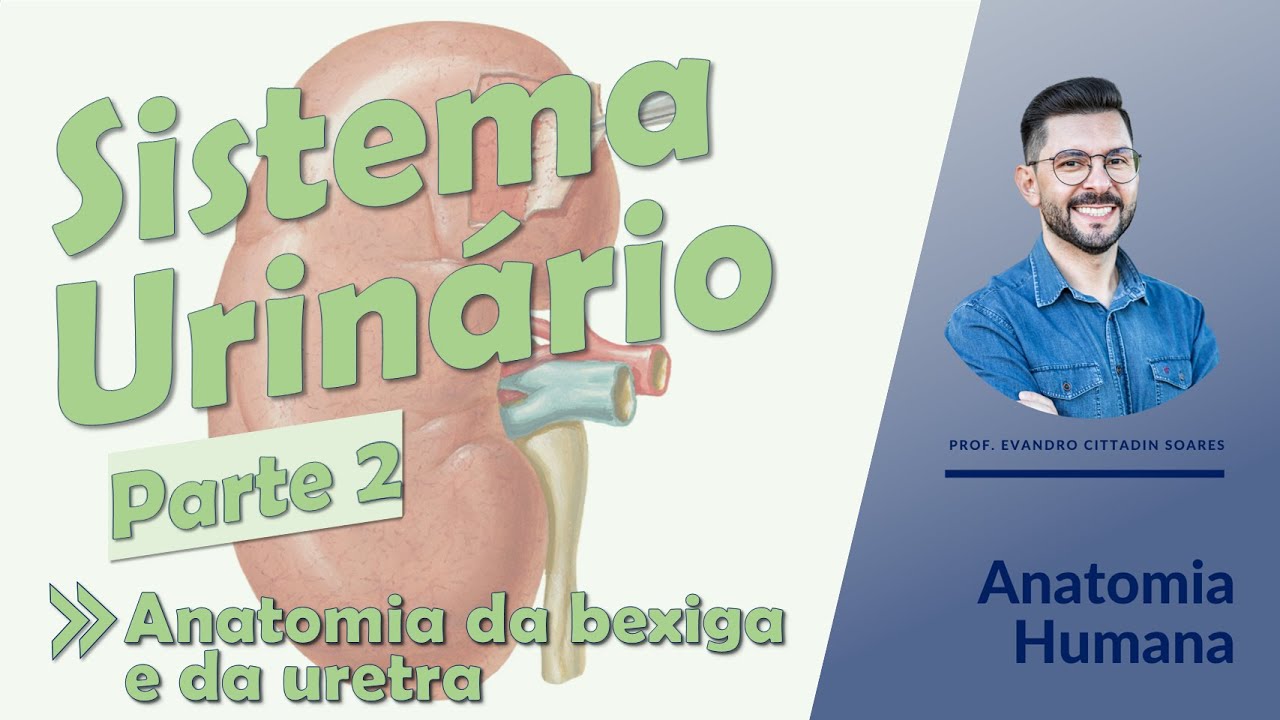 Sistema Urinário - Aula 02 - Anatomia da bexiga e da uretra - Anatomia Humana - YouTube