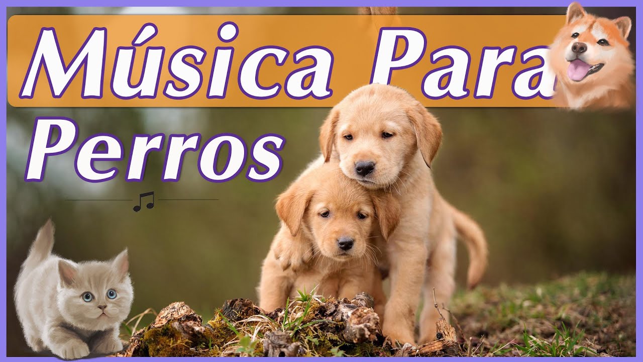 ¡3 horas de música de relajación profunda para perros! Sonidos para ...