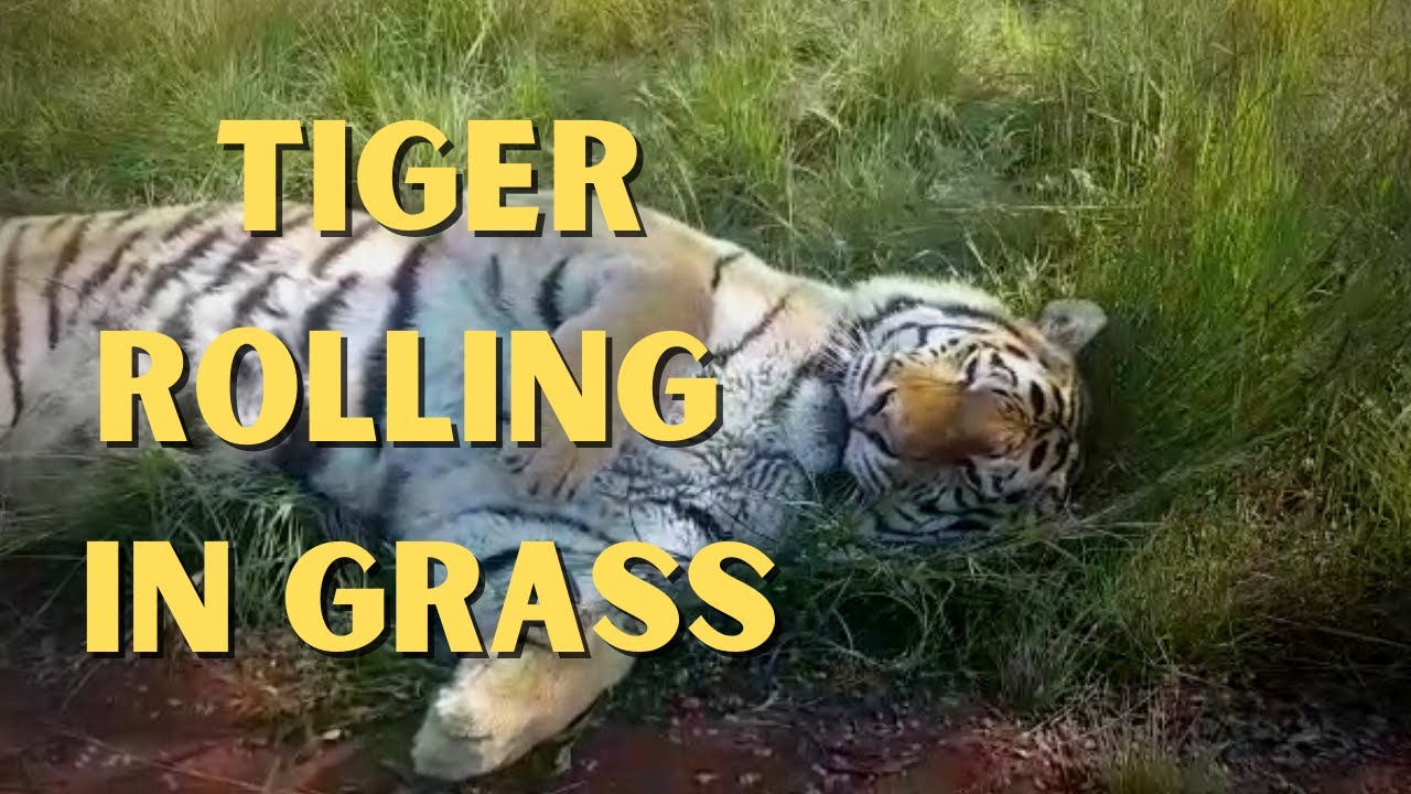 Tiger Rolling In Grass At Cheetah Experience - YouTube