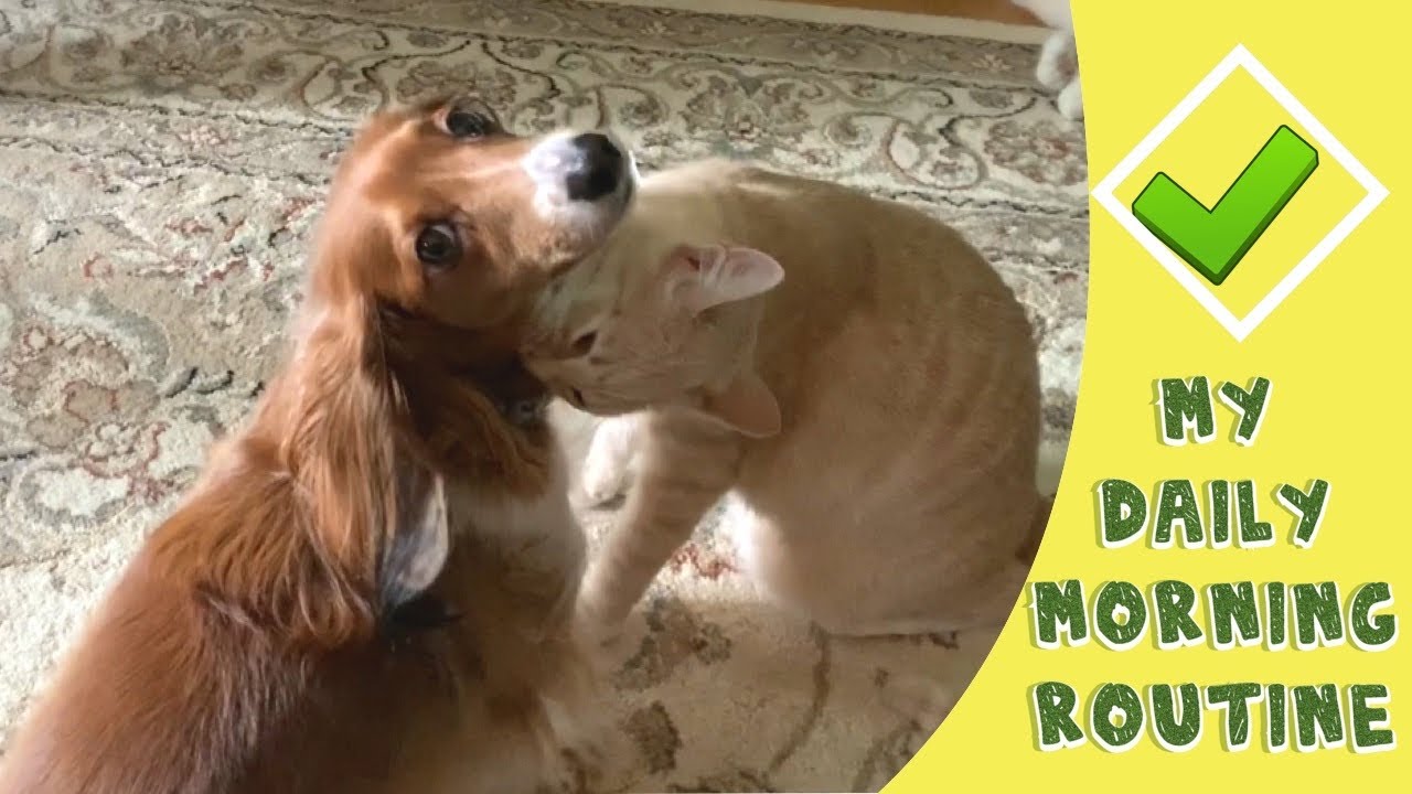 Puppy Morning Routine with Poky the Miniature Dachshund - YouTube