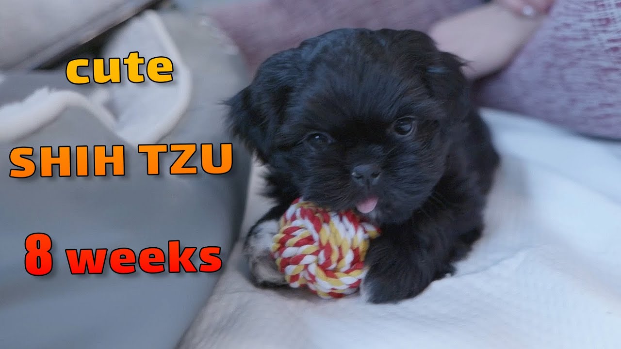 Shih tzu puppy first day at home | angry funny puppy - YouTube