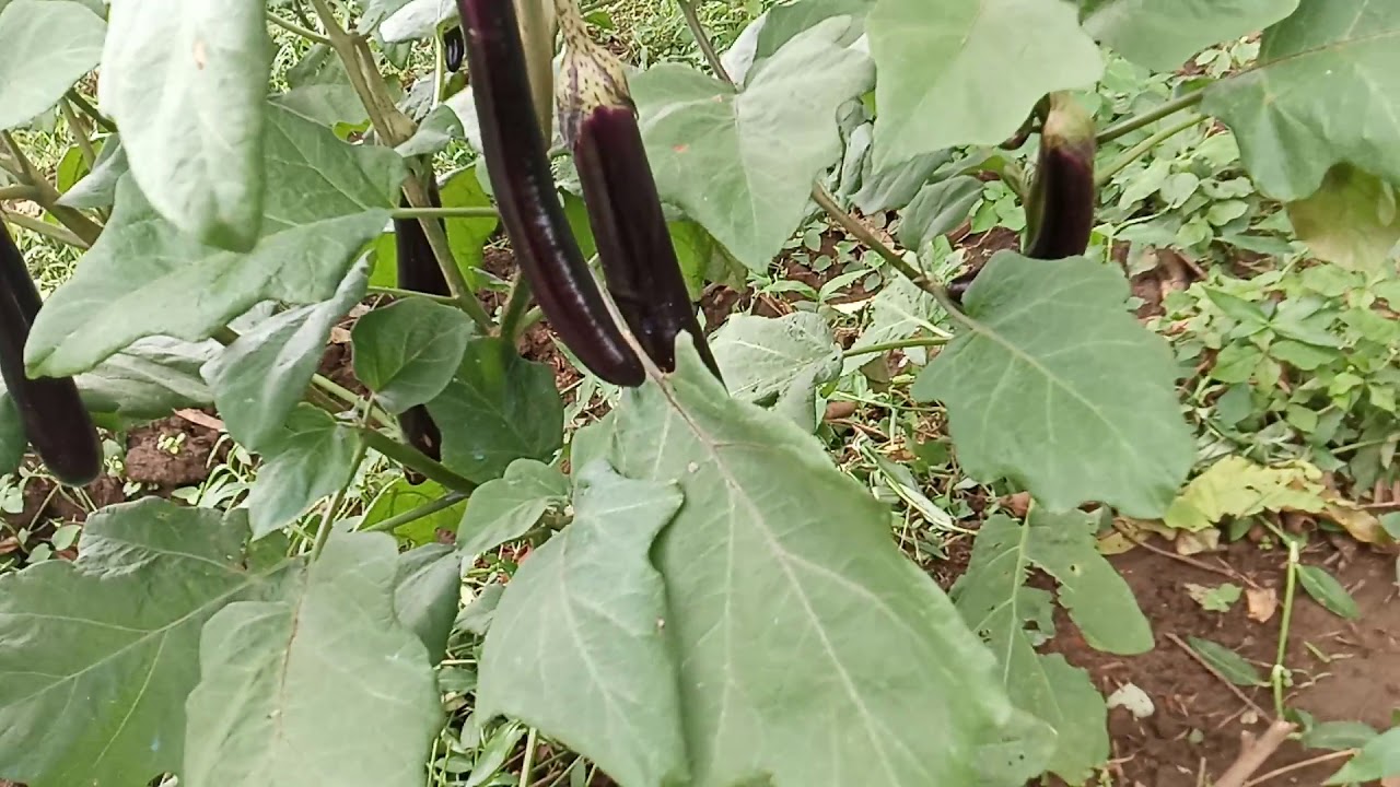 Last year na taniman NG talong - YouTube