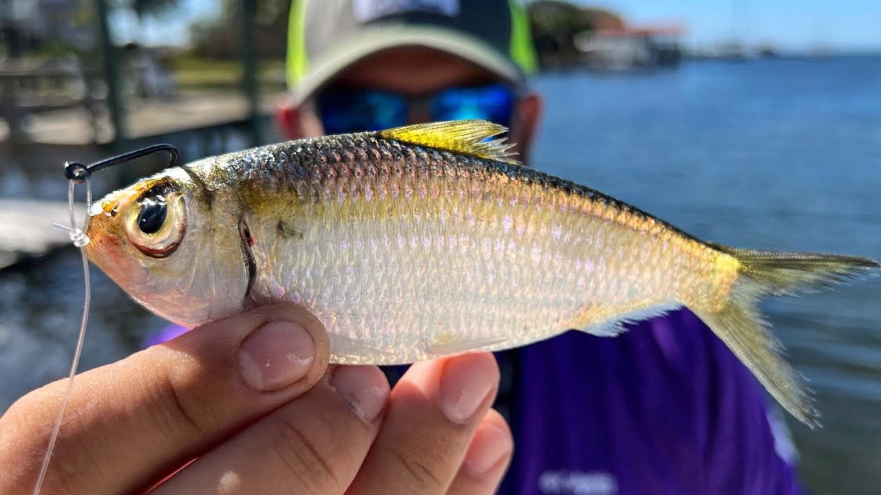 Inshore Saltwater Fishing With Live WHITE BAIT! - YouTube