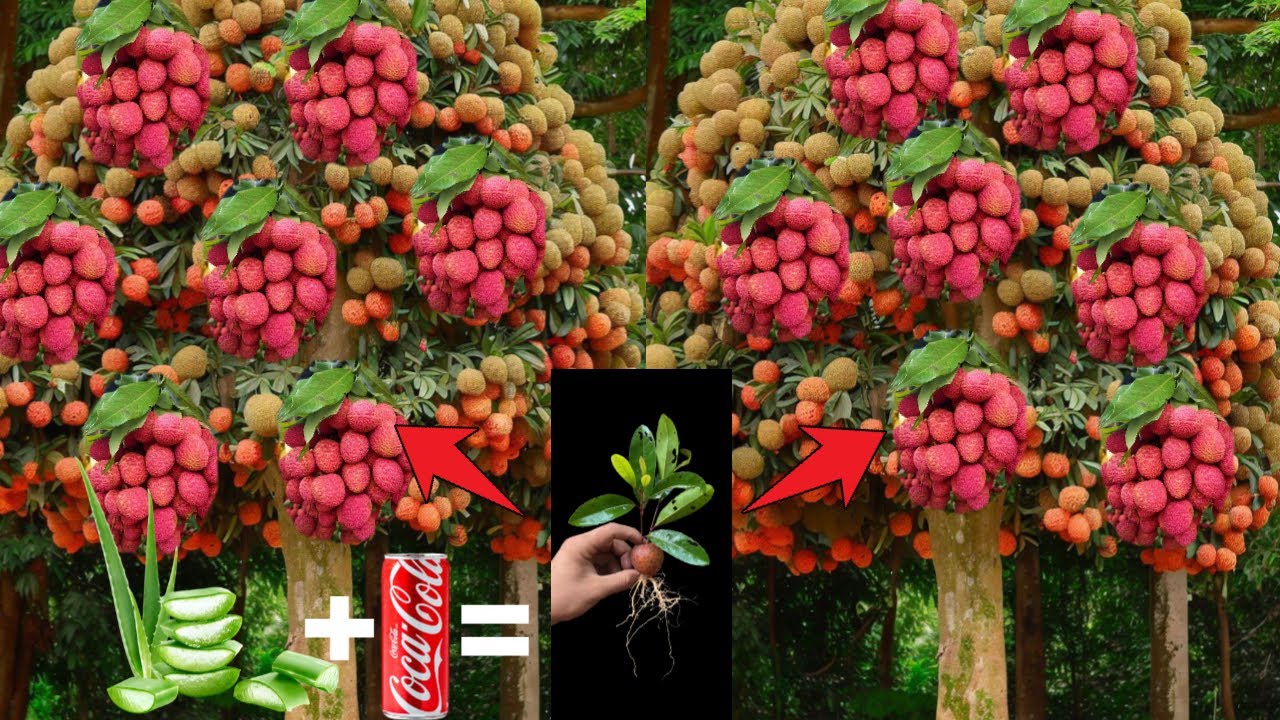 Great Idea! How to growing Kulen tree from kulen fruit With Egg & Aloe ...