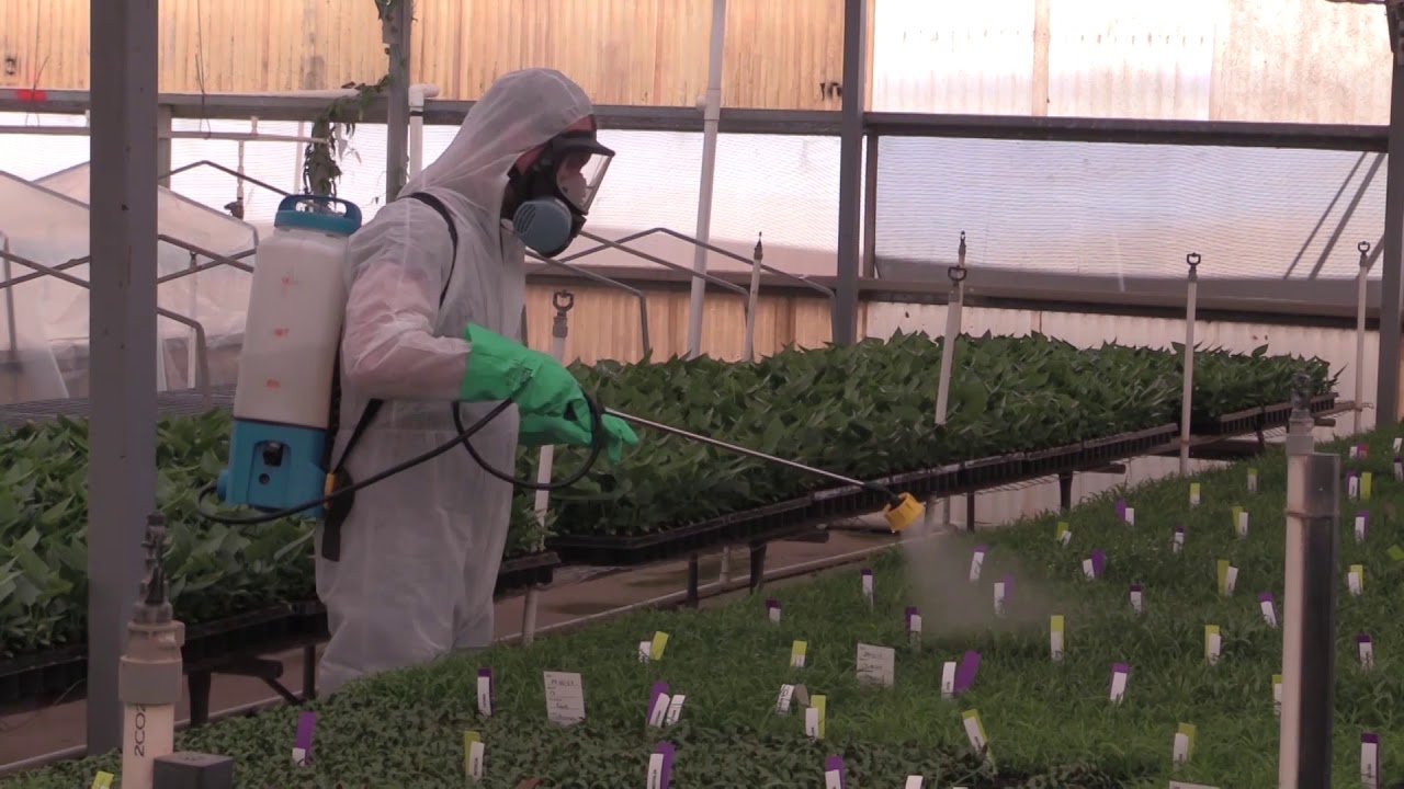 Application of Insecticides - YouTube