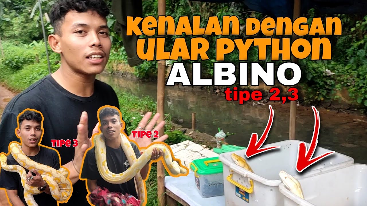 PART 4 ular python albino farvel dan amelianistic - YouTube
