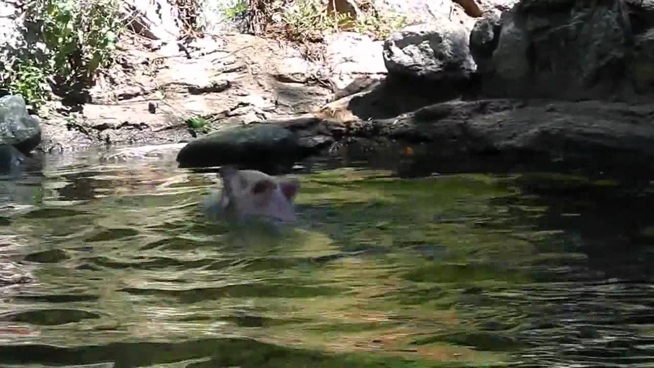 Pig Saves Goat - "I Need a Hero" - YouTube
